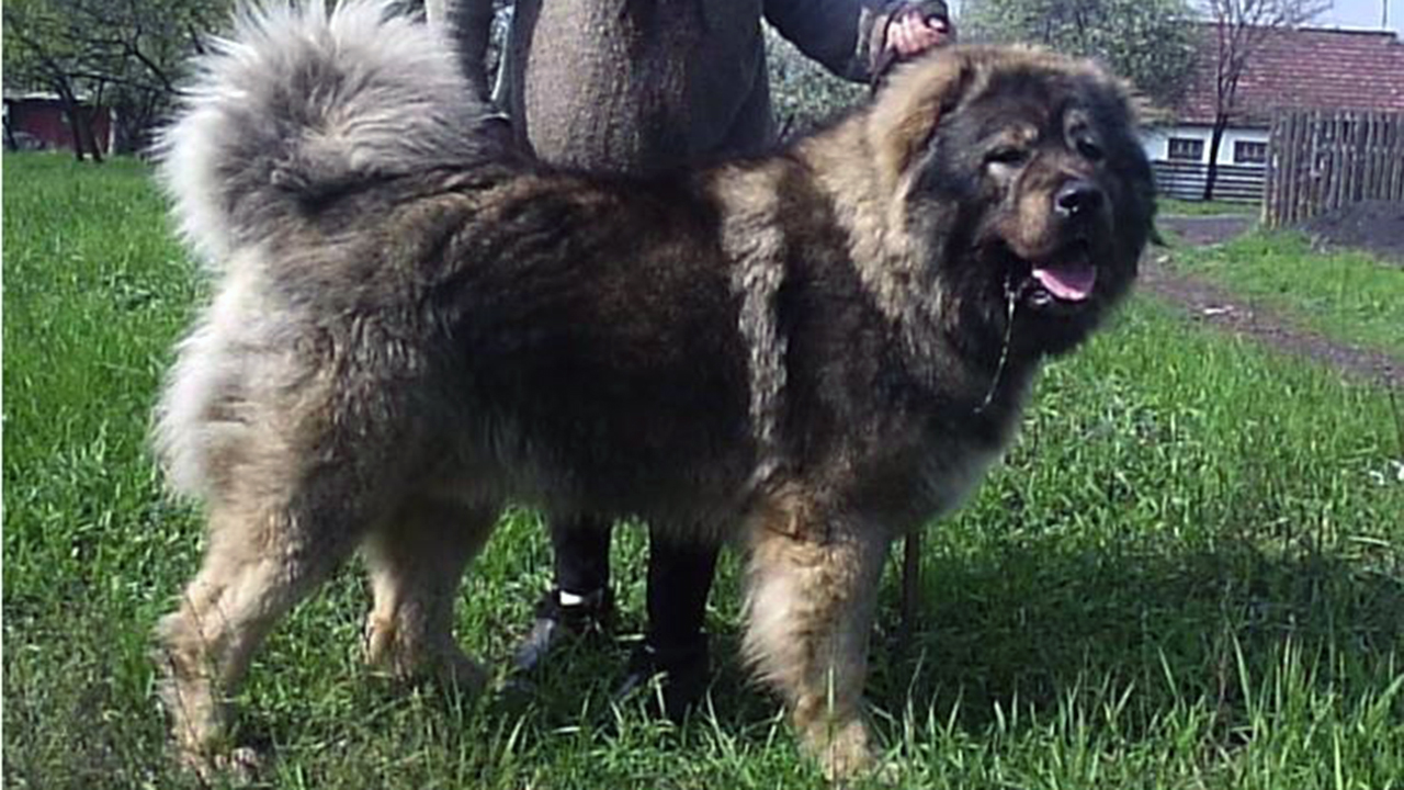 ¿Son los mastines del cáucaso la solución a los ataques de los lobos?