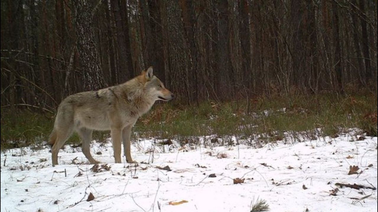 Tres lobos expulsados de la manada llegan al zoo El bosque