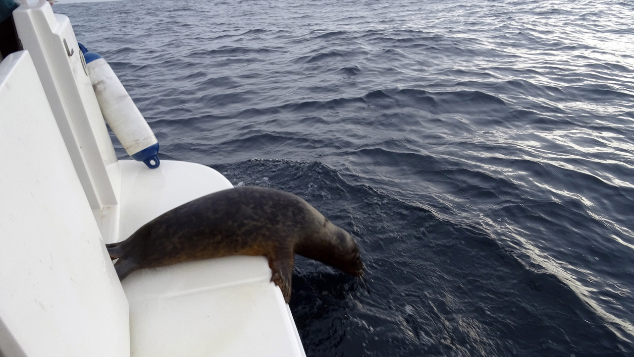 Liberada la cría de foca gris recogida en la playa del Arañón