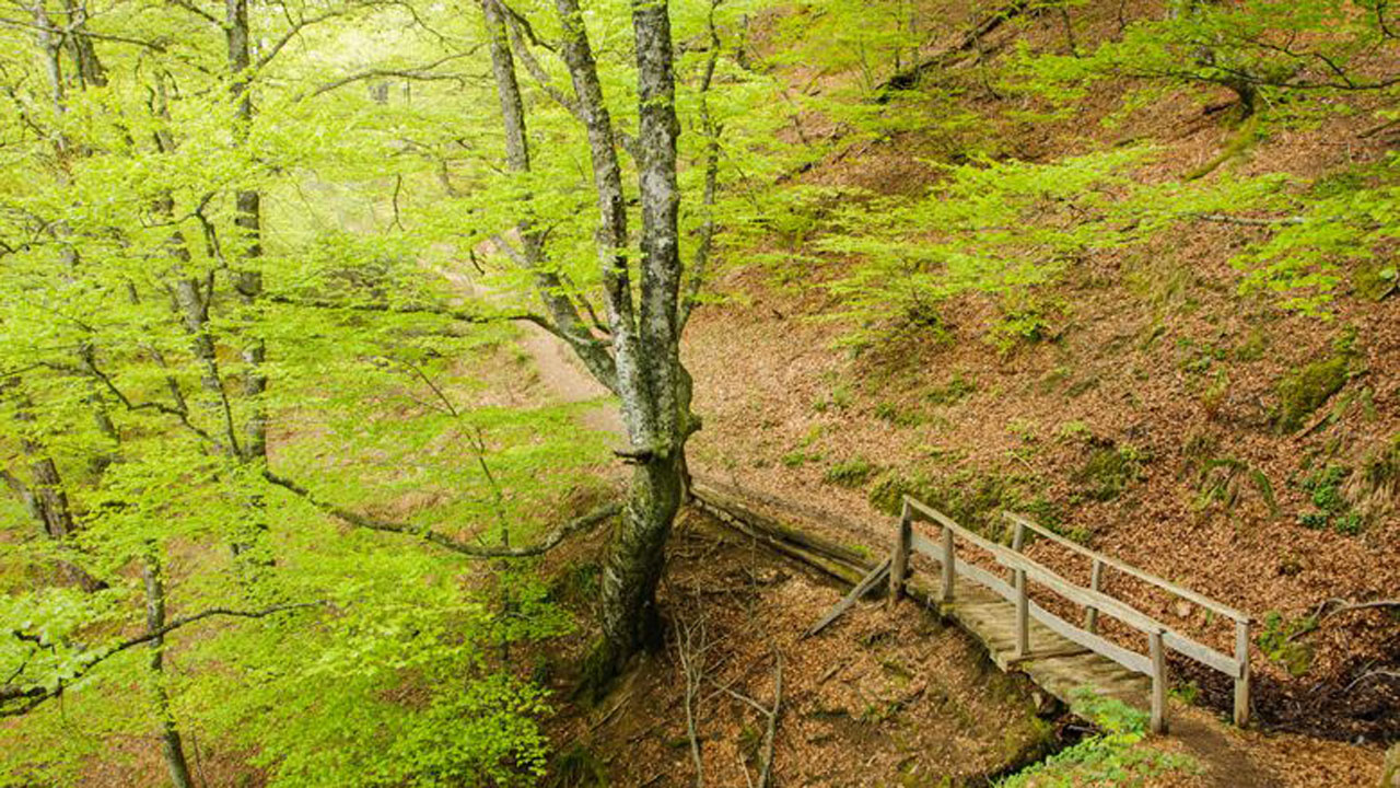 Cinco rutas prodigiosas por el otoño de los bosques asturianos