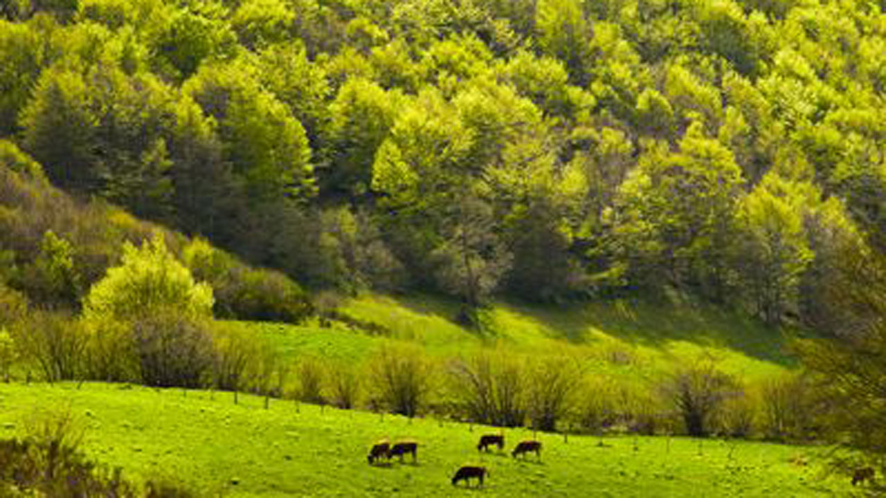 Cinco rutas prodigiosas por el otoño de los bosques asturianos