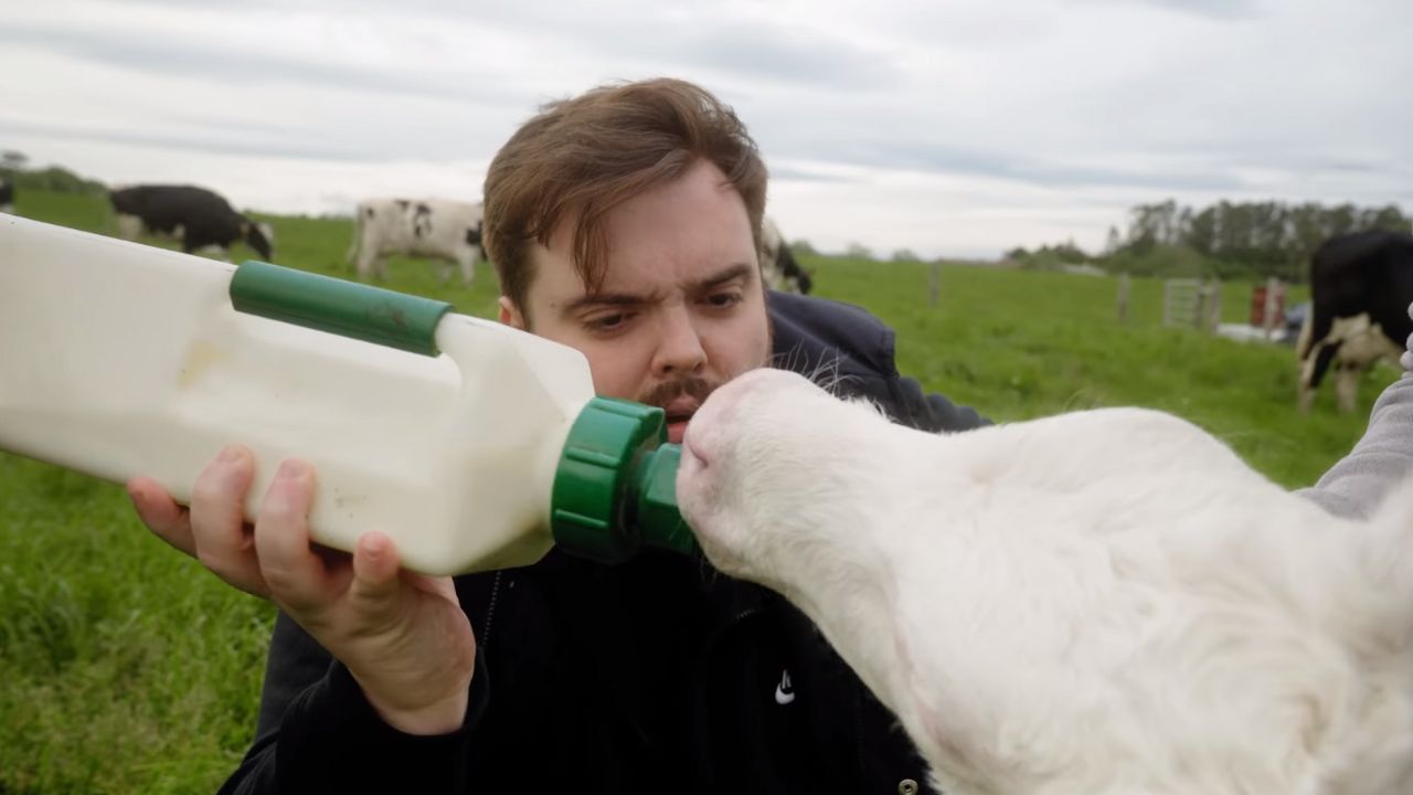 Ordeñar una vaca o dar de comer a un ternero: Ibai se adentra en una ...